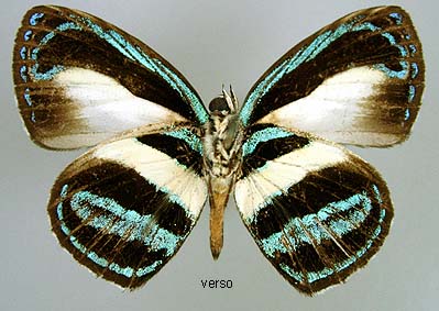 Papua Insects Foundation (Lepidoptera/Lycaenidae/Lycaeninae ...